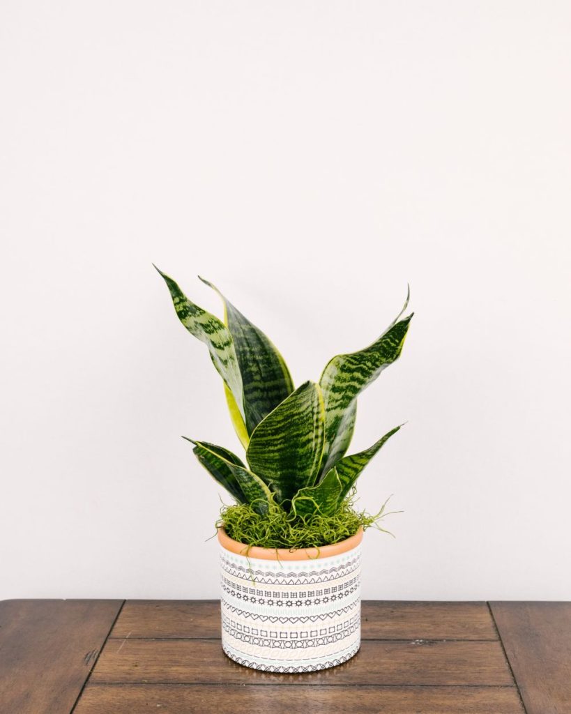 Magnolia Thyme – Botanical Design Company | Columbia, SC
